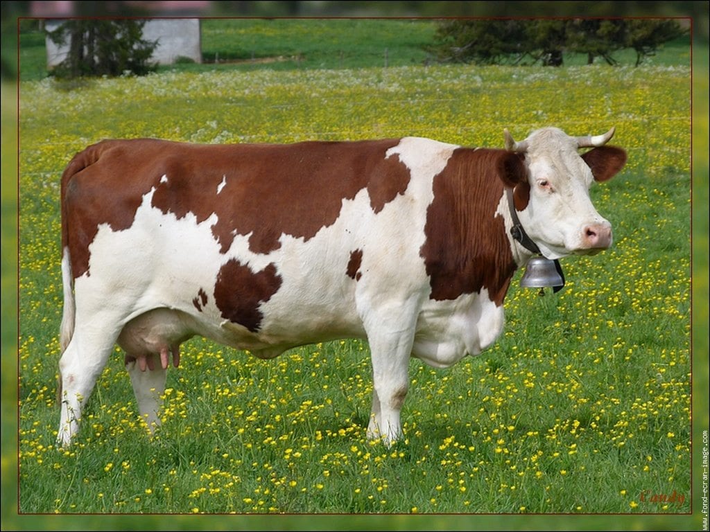 vache – Oumma