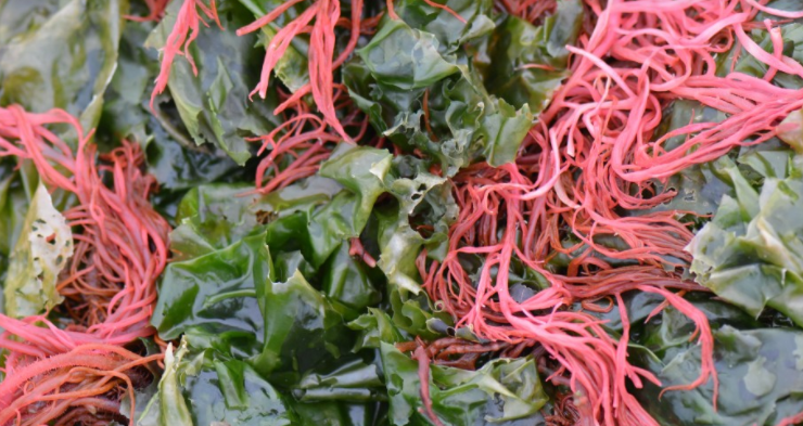 Tunisie : l'algue rouge, un succès économique et environnemental